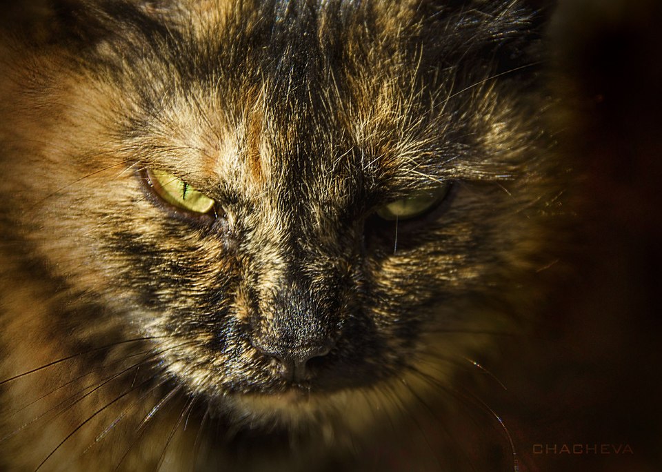Fierce Cat Animals Photos Fierce Cat Animals Photos